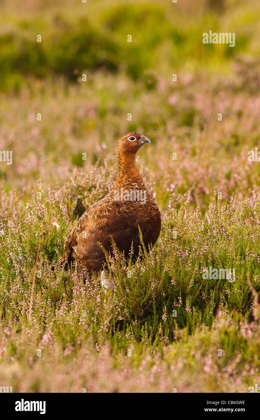 A Red Grouse ( Lagopus lagopus scoticus ) in moorland , Yorkshire Dales ...
