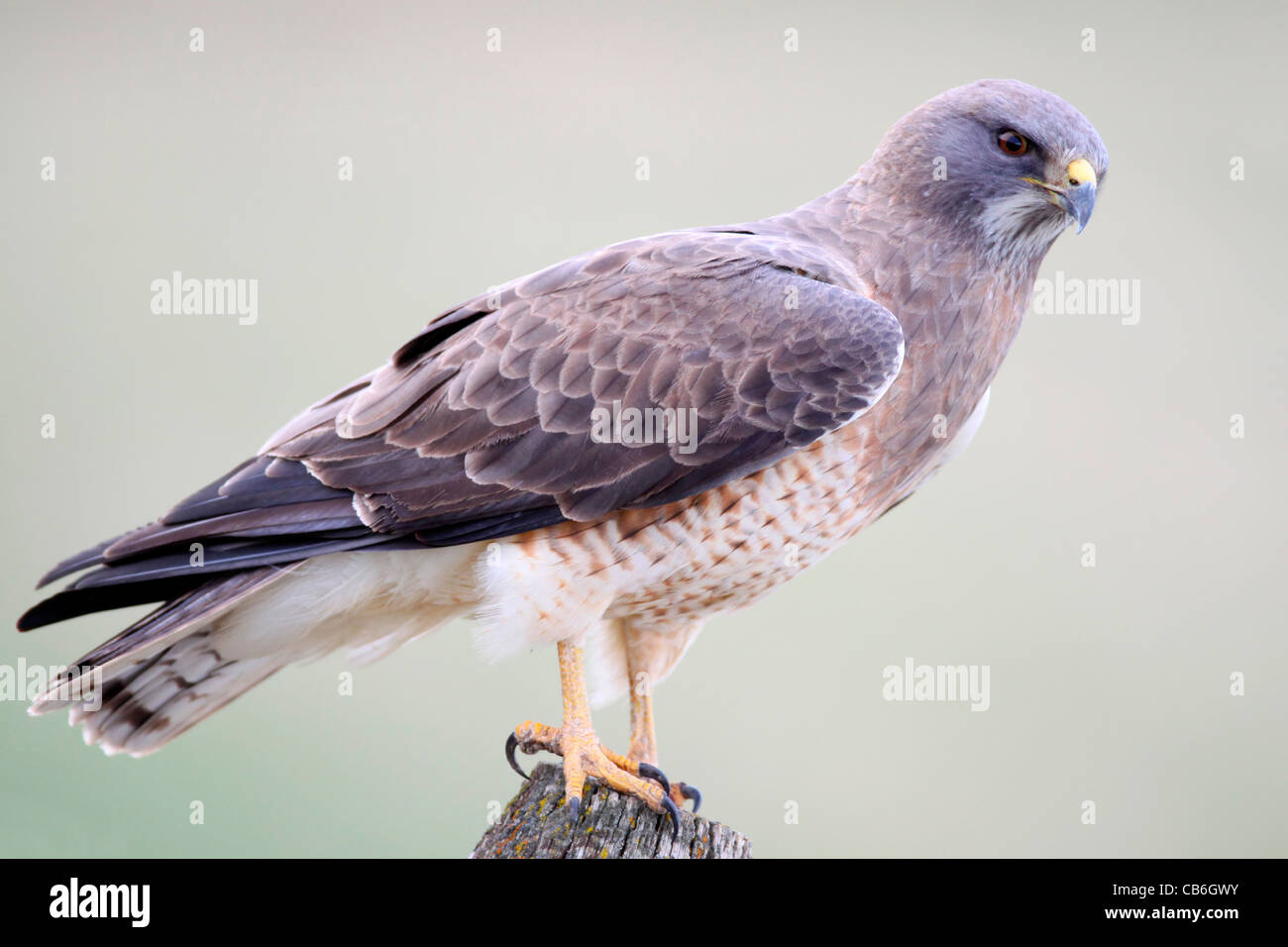 Swainson's Hawk Buteo swainsoni Stock Photo - Alamy
