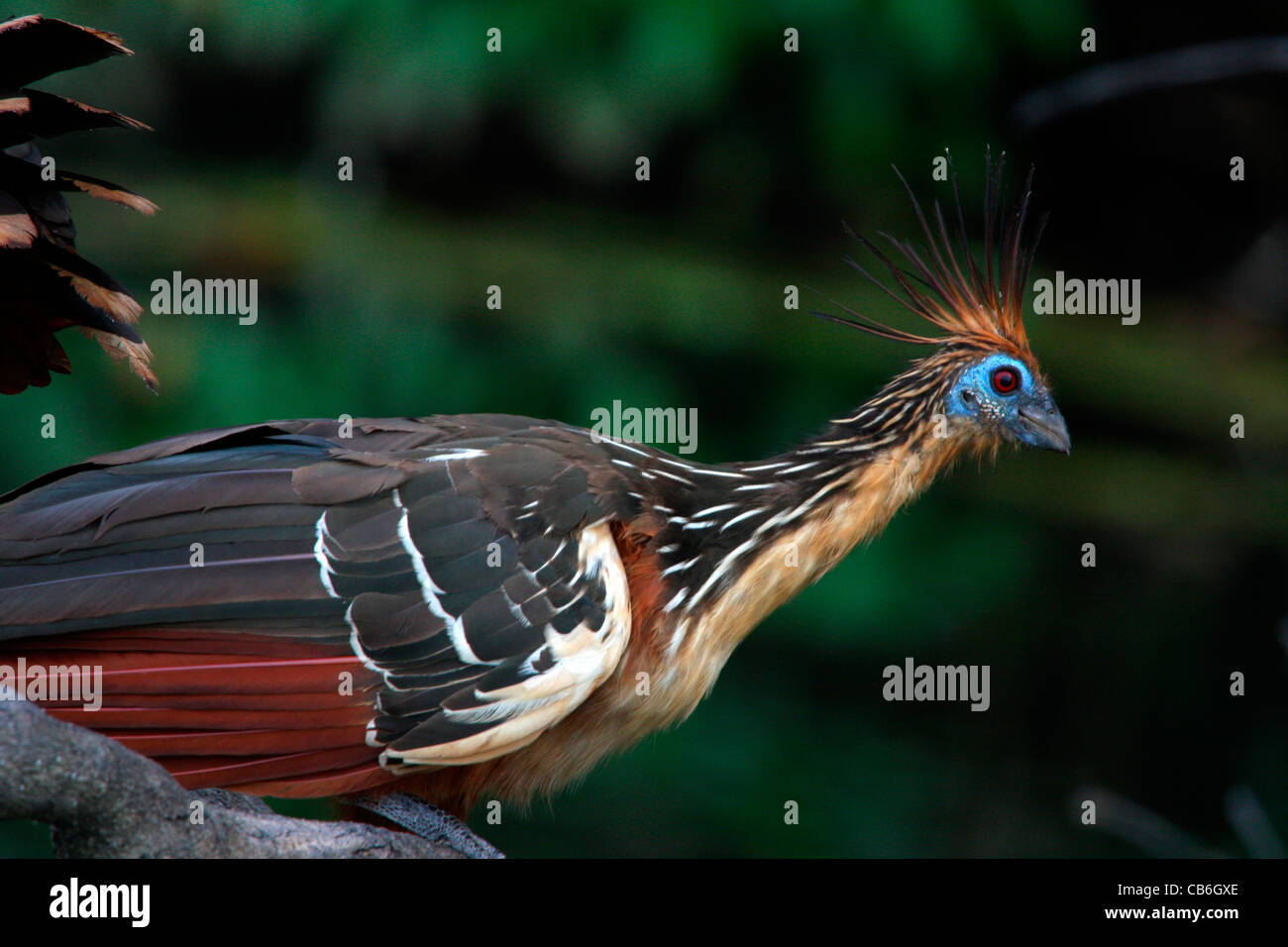 Hoatzin Opisthocomus hoazin Stock Photo - Alamy