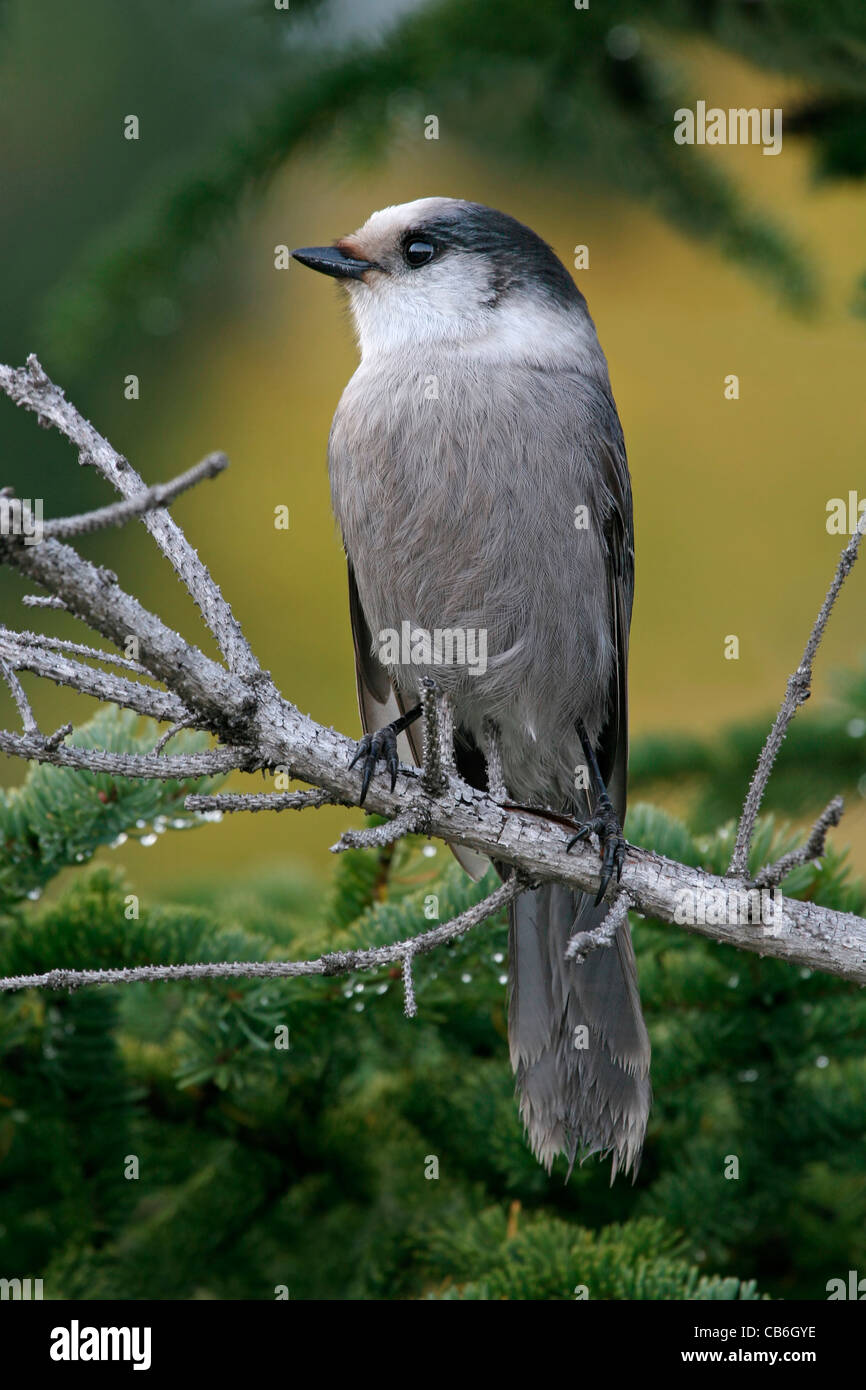 Perisoreus canadensis hi-res stock photography and images - Alamy