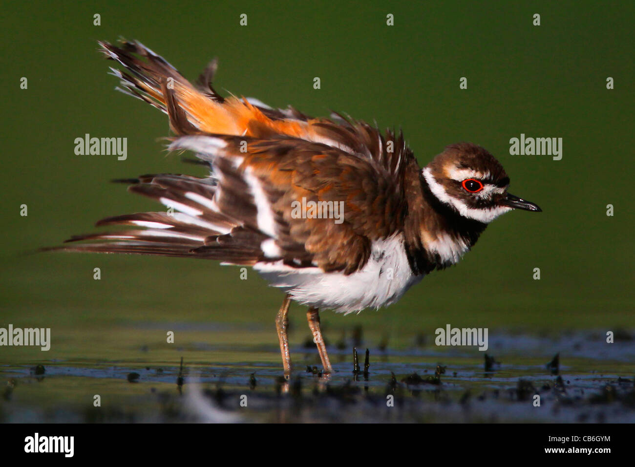 Killdeer Charadrius vociferous Stock Photo - Alamy