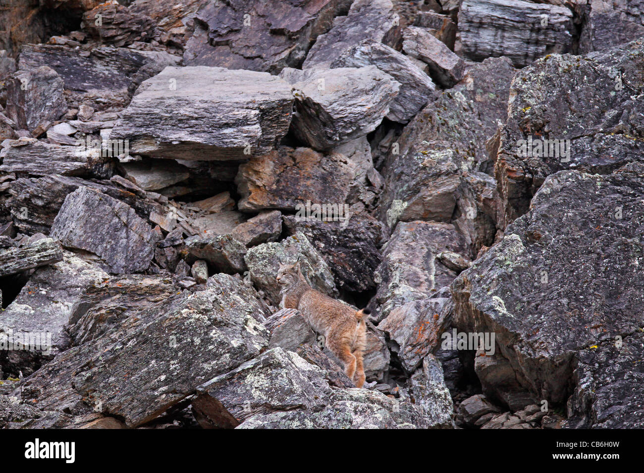 Lynx in Rocks, Lynx canadensis Stock Photo - Alamy