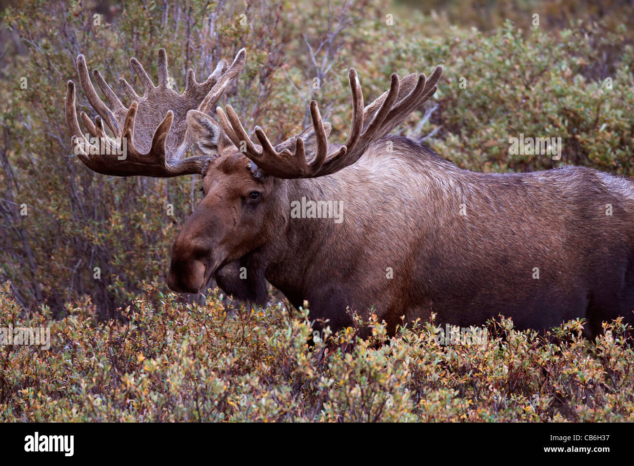Moose, Alces Americanus, USA Stock Photo - Alamy