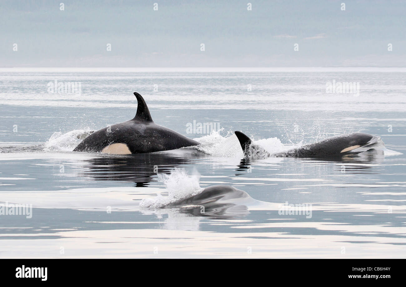 Baby Orcas Orcinus orca Canada Stock Photo - Alamy