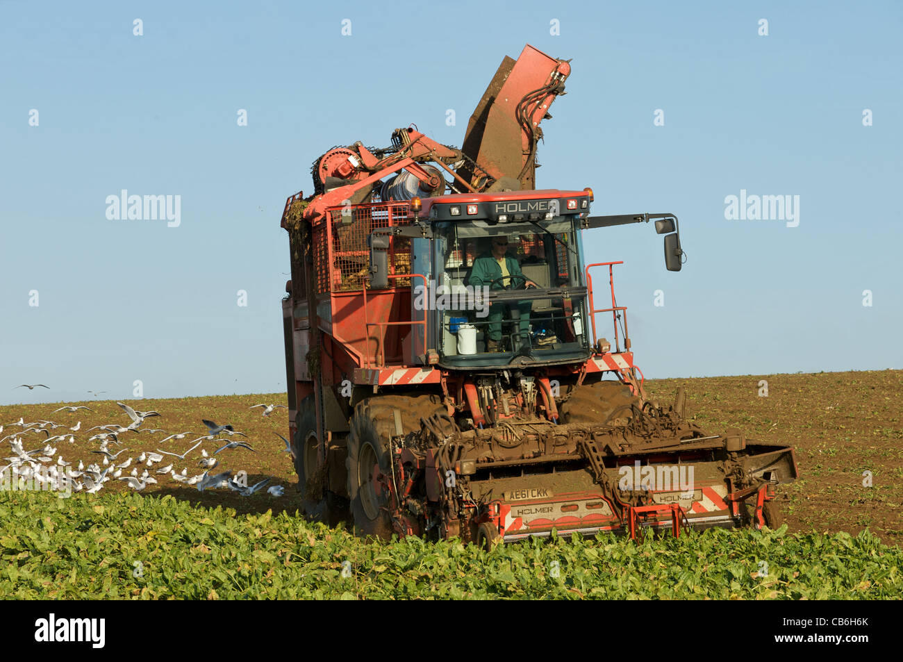 Holmer self-propelled sugar beet harvester Stock Photo - Alamy