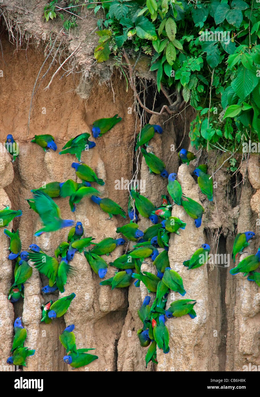 Blueheaded Parrots Pionus menstruus Manu Peru Stock Photo - Alamy