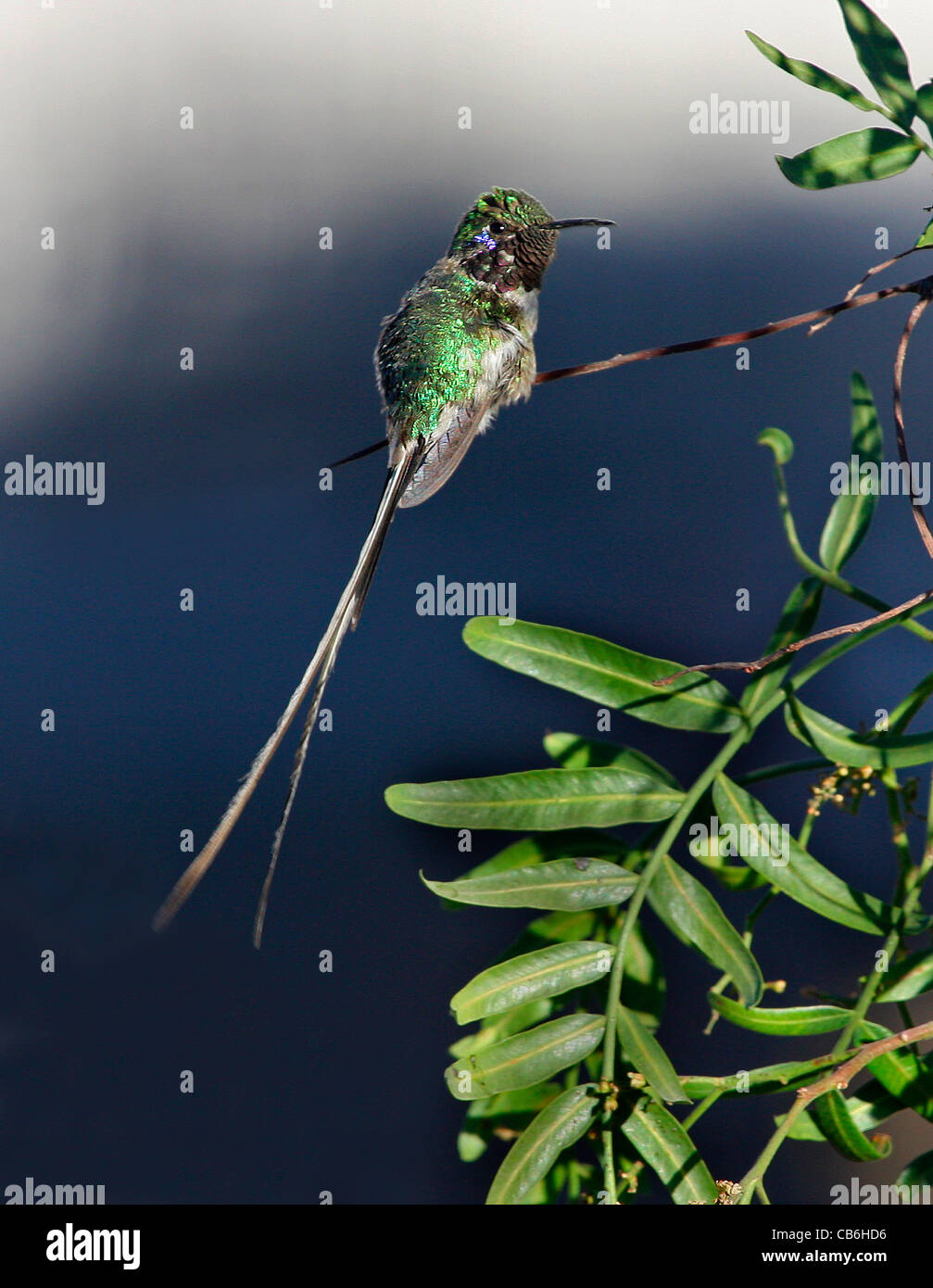 Peruvian Sheartail, Thaumastura cora Peru Stock Photo - Alamy