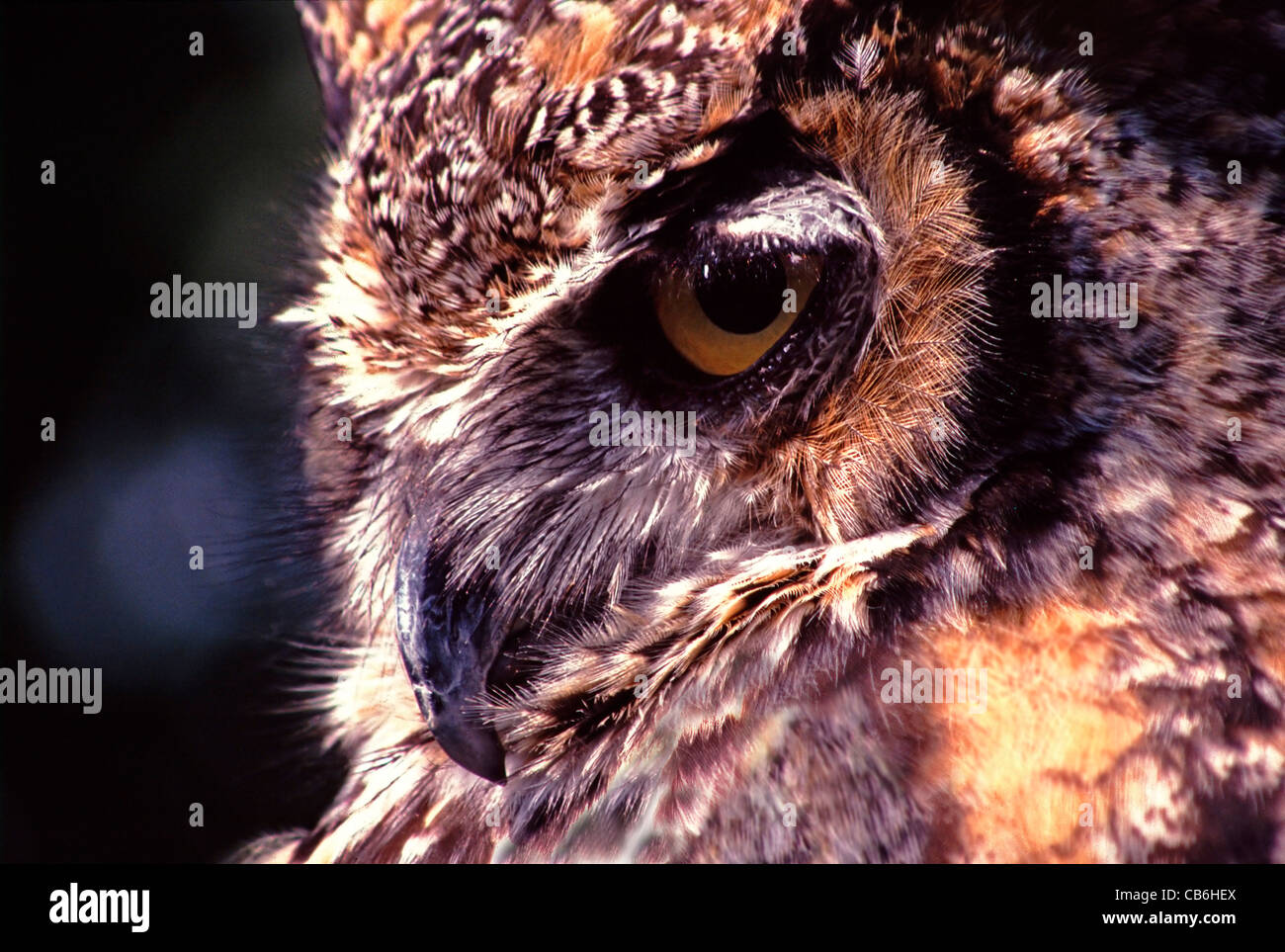 Great Horned Owl Bubo virginianus Stock Photo - Alamy