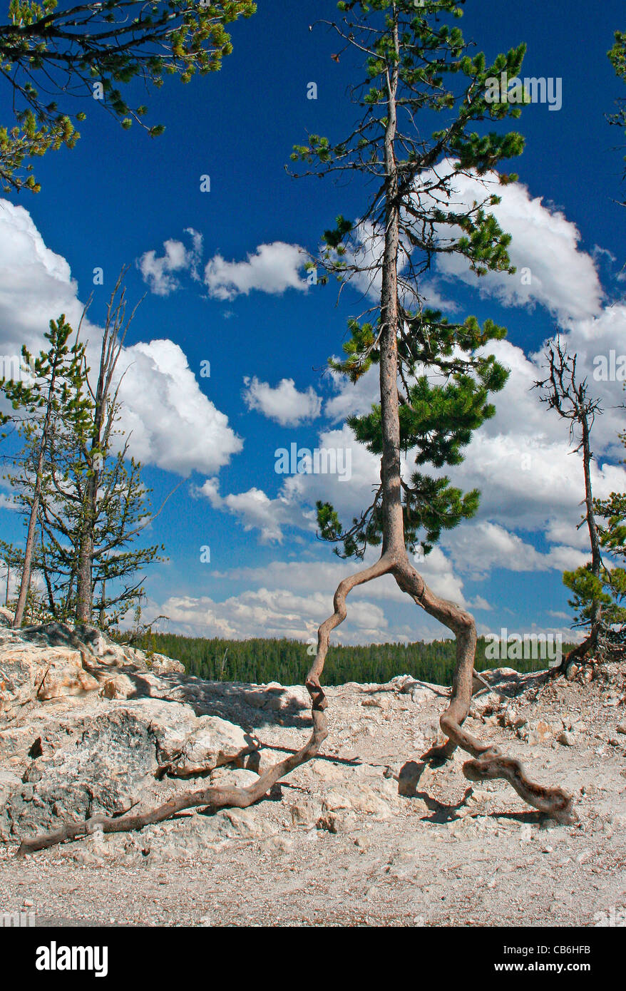 Lodgepole Pine Pinus contorta USA Stock Photo - Alamy