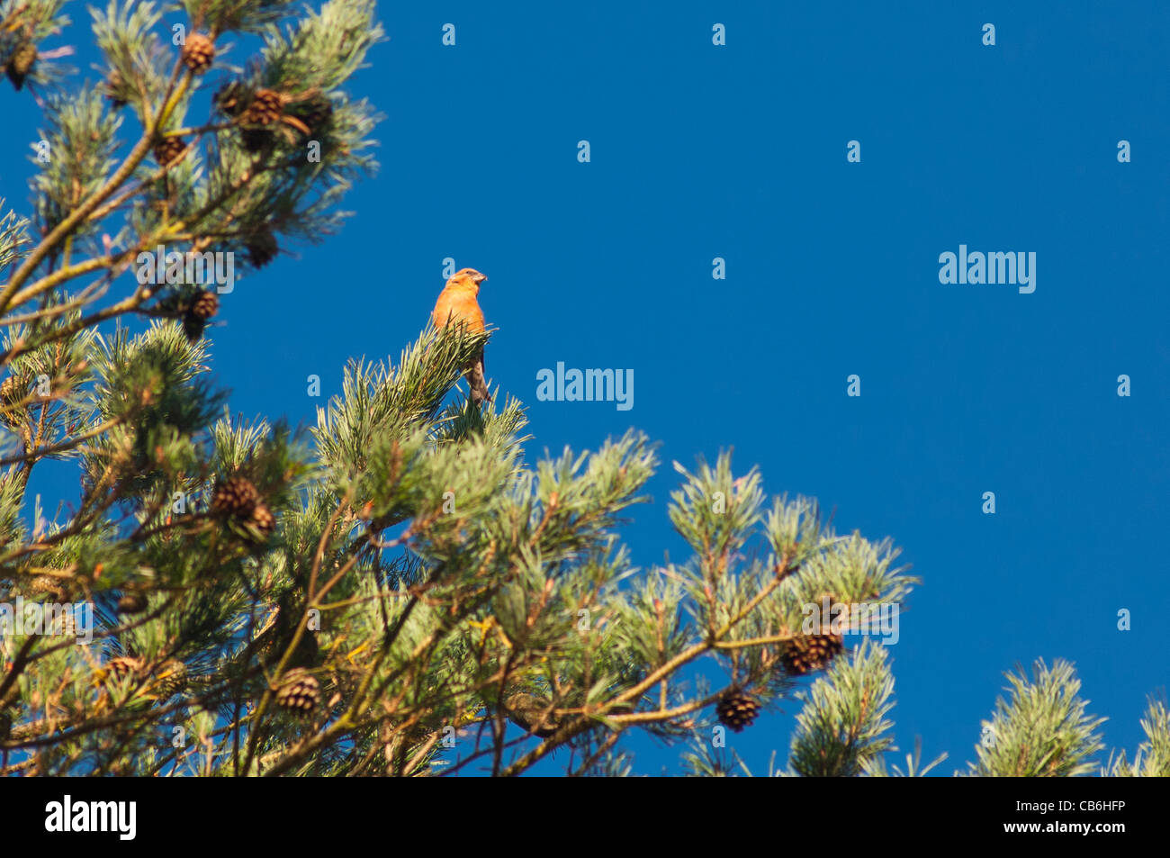 Common crossbill hi-res stock photography and images - Alamy
