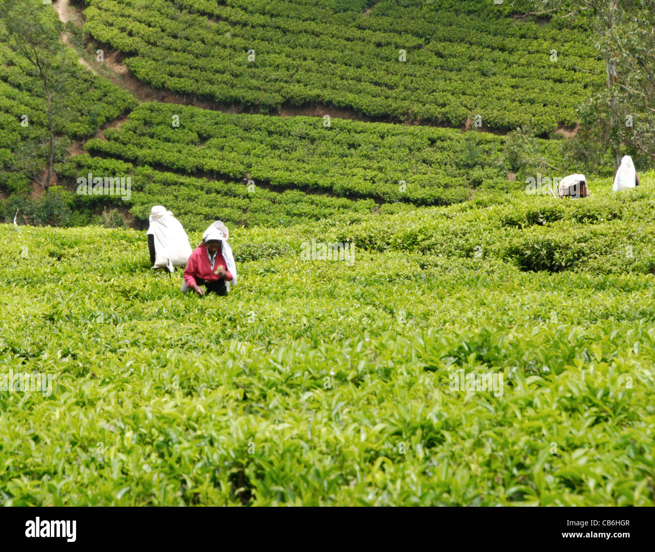 TEA PICKERS. A female tea pickers working in the tea plantation. Sri ...