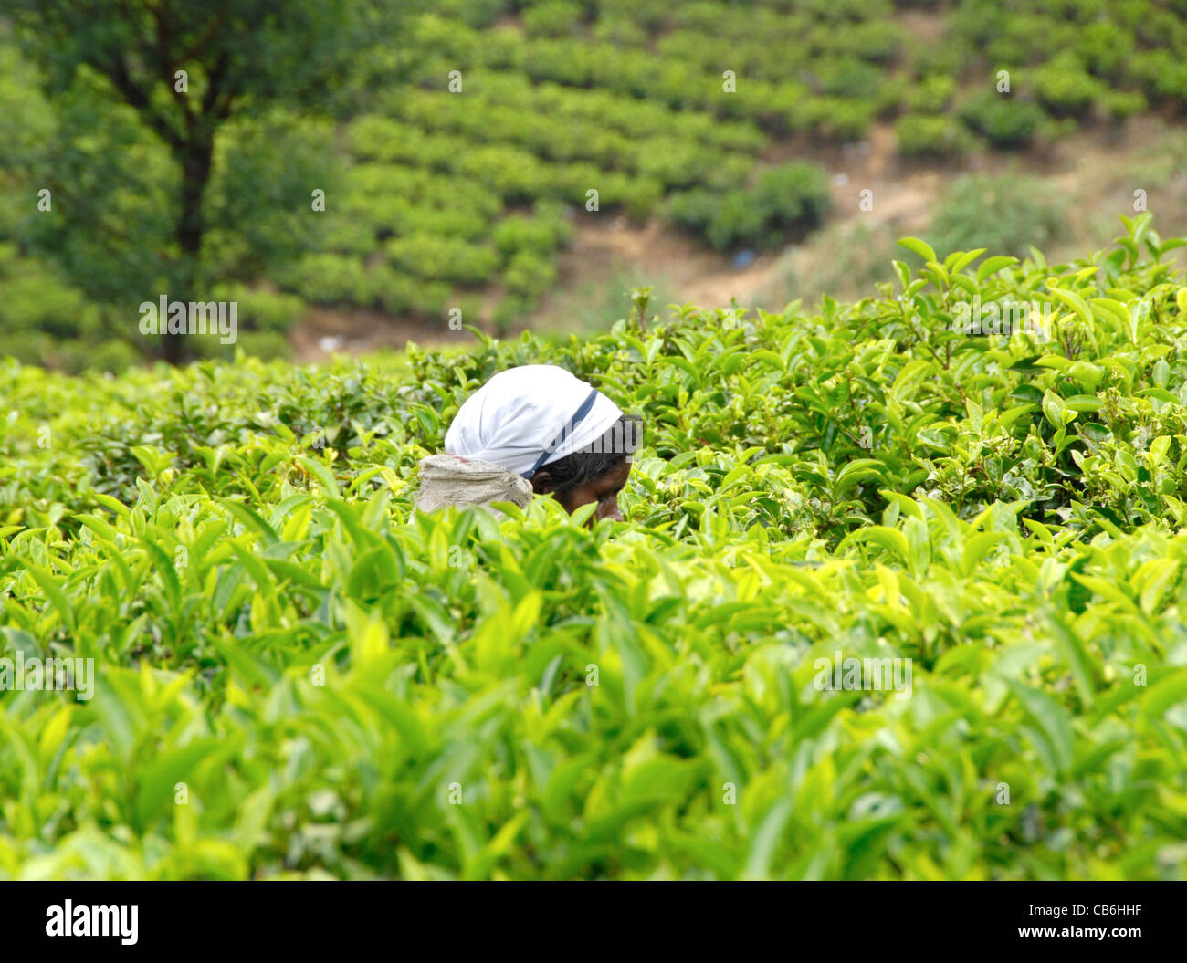 TEA PICKER. A female tea picker hidden in the tea plantation, just the ...