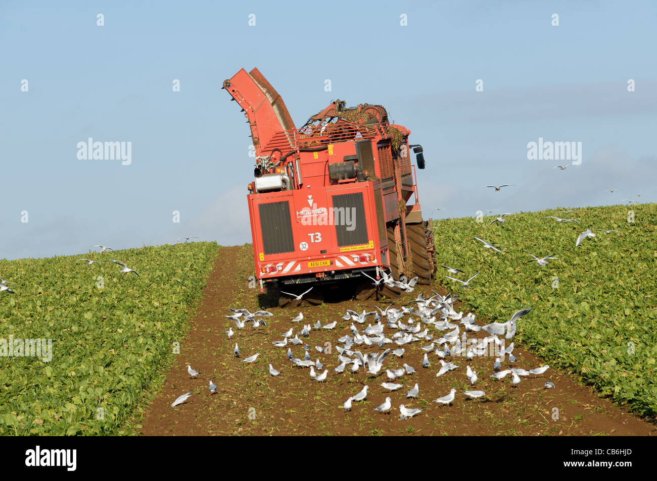 Holmer self-propelled sugar beet harvester Stock Photo - Alamy