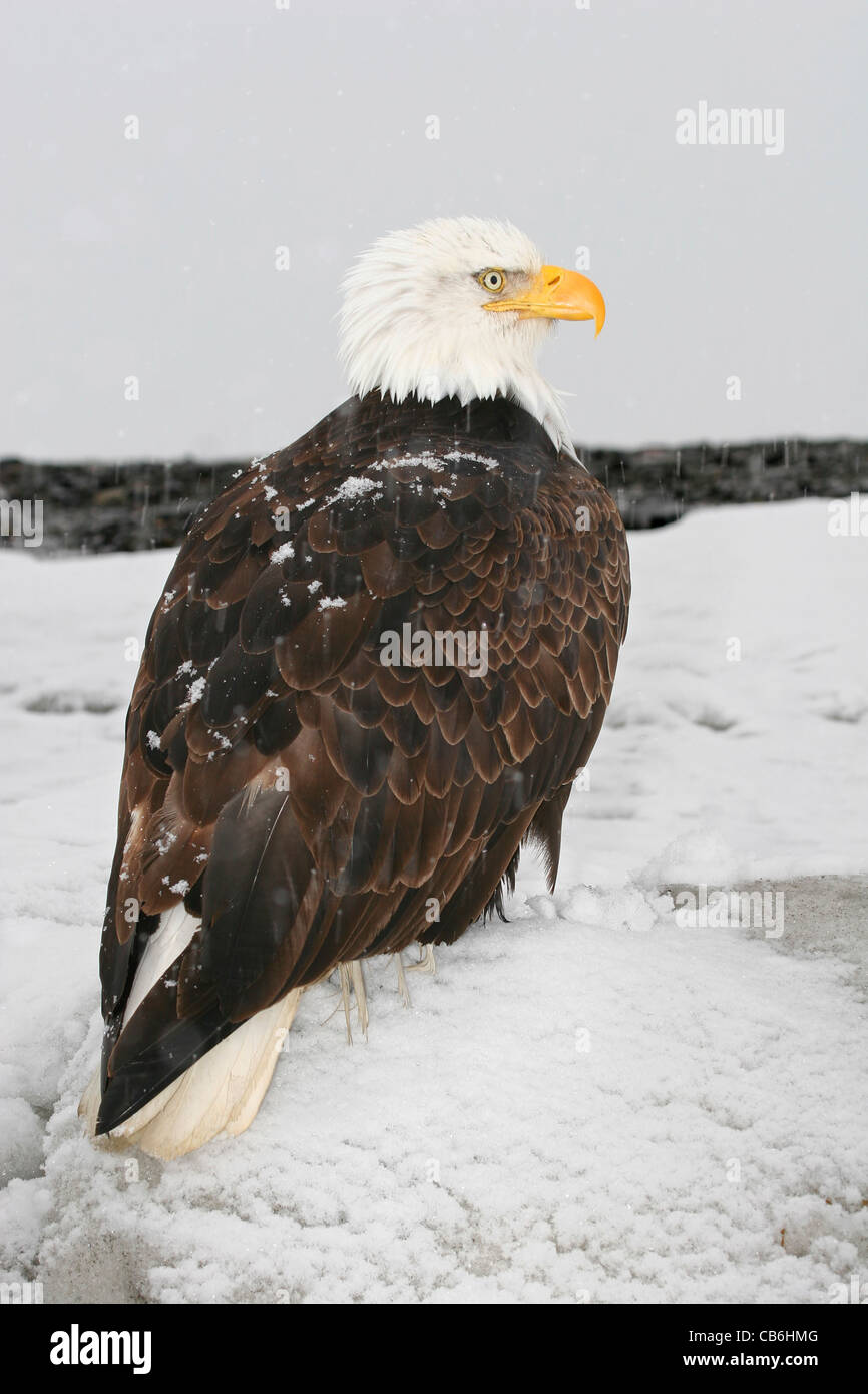 Bald Eagle, Alberta, Canada Stock Photo - Alamy
