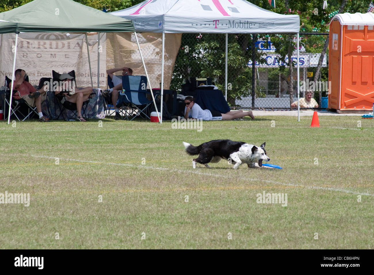 Chasing animal hi-res stock photography and images - Alamy