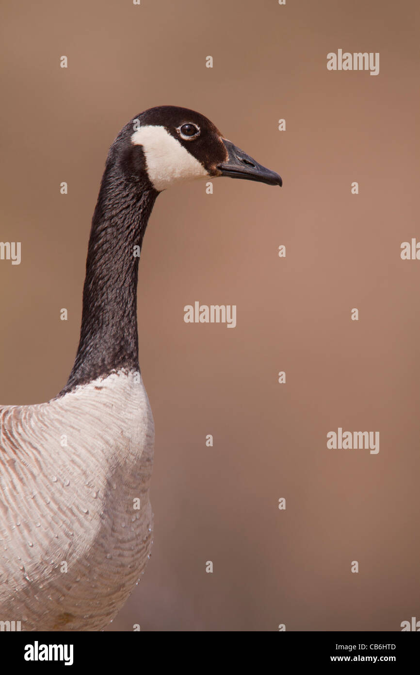 Canada goose detail hi-res stock photography and images - Alamy