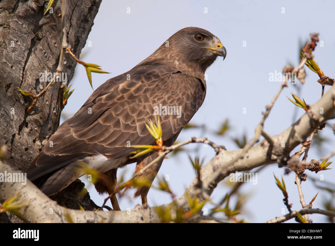Canadian Hawk High Resolution Stock Photography and Images - Alamy