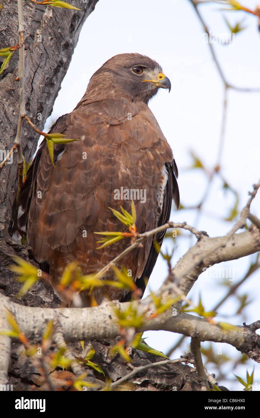 Swainson’s hawk hi-res stock photography and images - Alamy