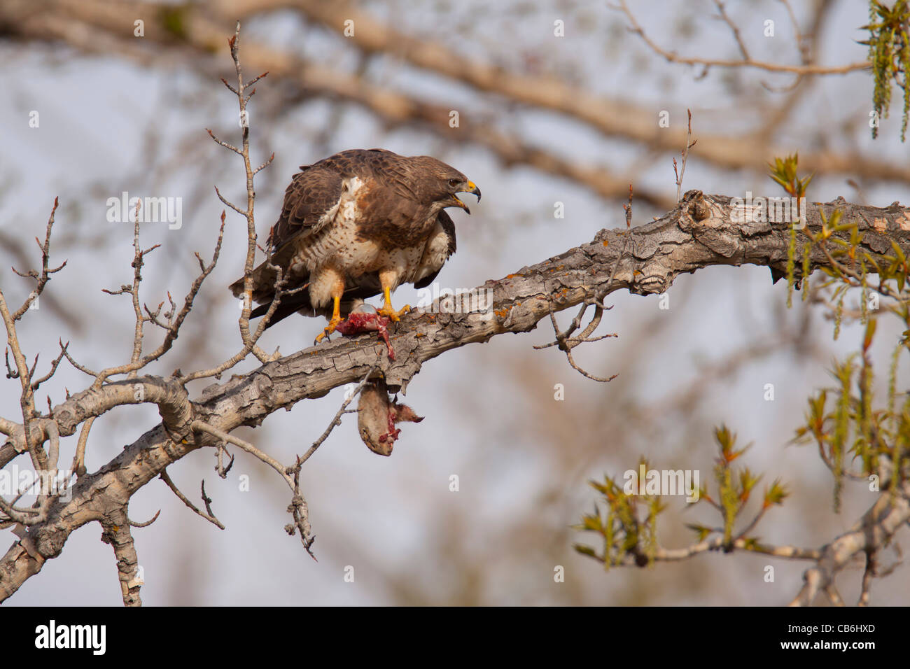 Swainson's Hawk, Alberta, Canada Stock Photo - Alamy