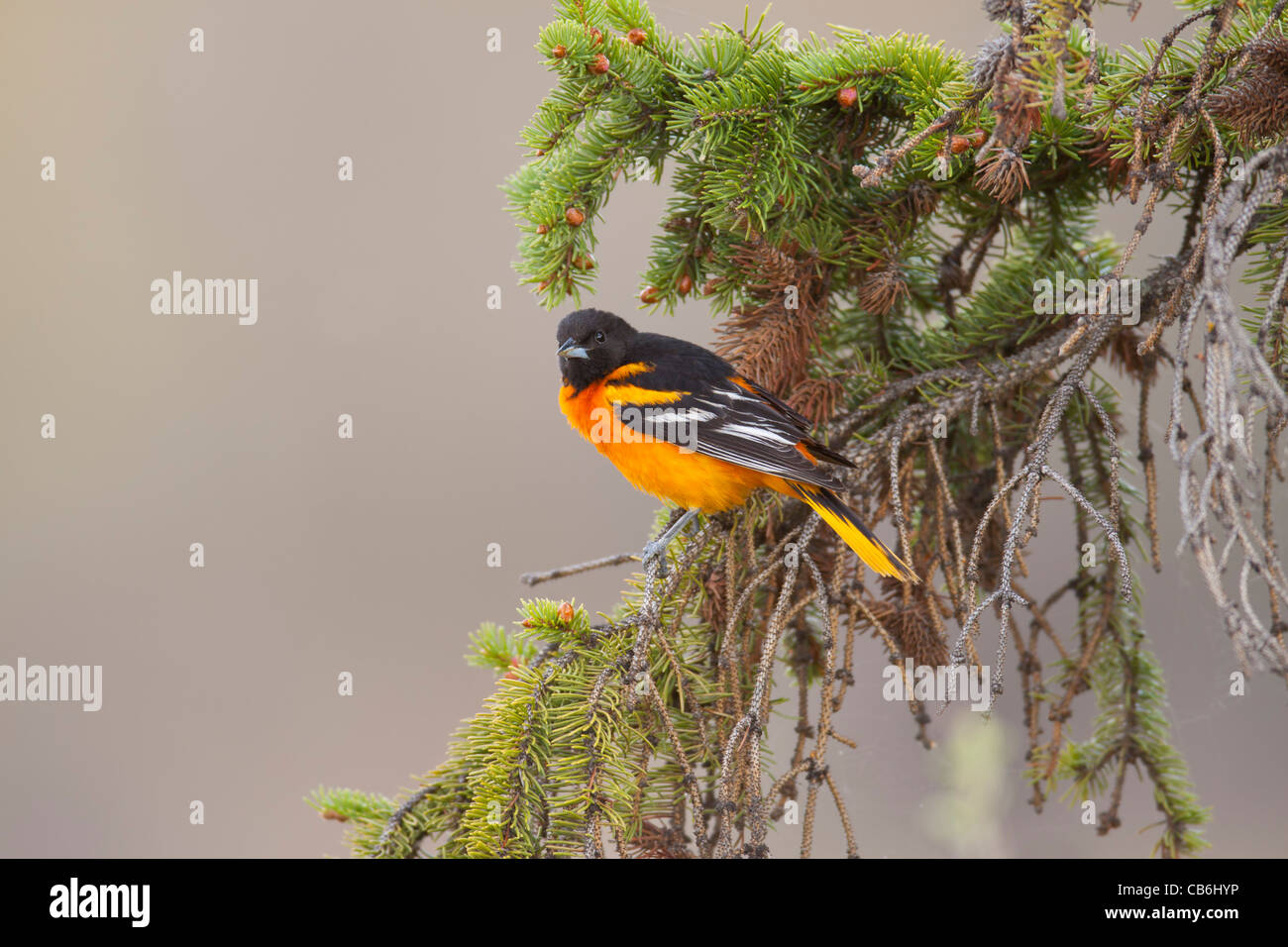 Baltimore Oriole, Alberta, Canada Stock Photo - Alamy