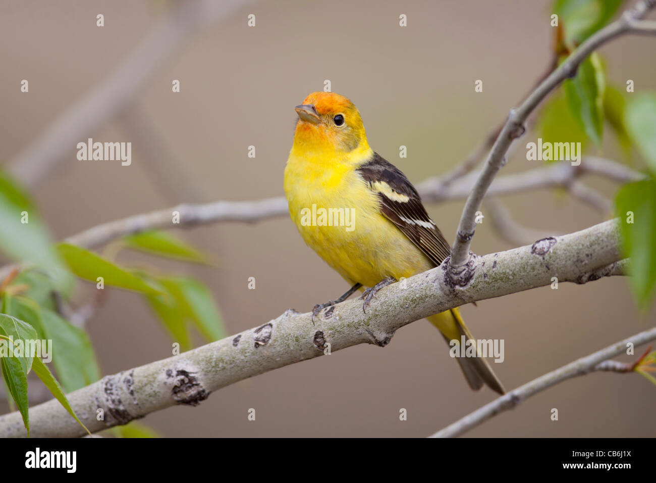 Western Tanager, Alberta, Canada Stock Photo - Alamy