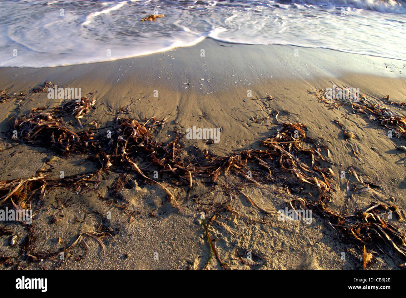 Seaweed washed up on a beach Stock Photo - Alamy