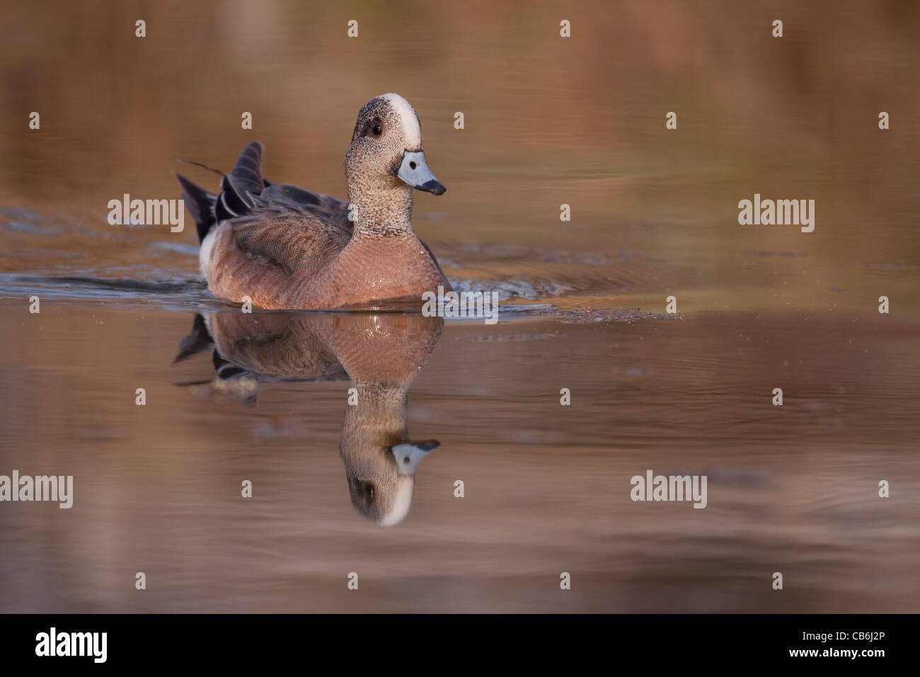 Male american wigeon anas americana hi-res stock photography and images ...