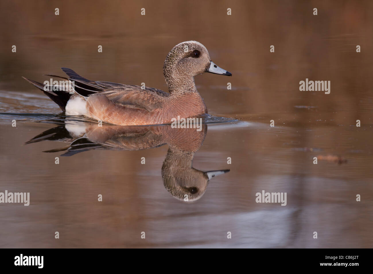 American wigeon male and reflection hi-res stock photography and images ...