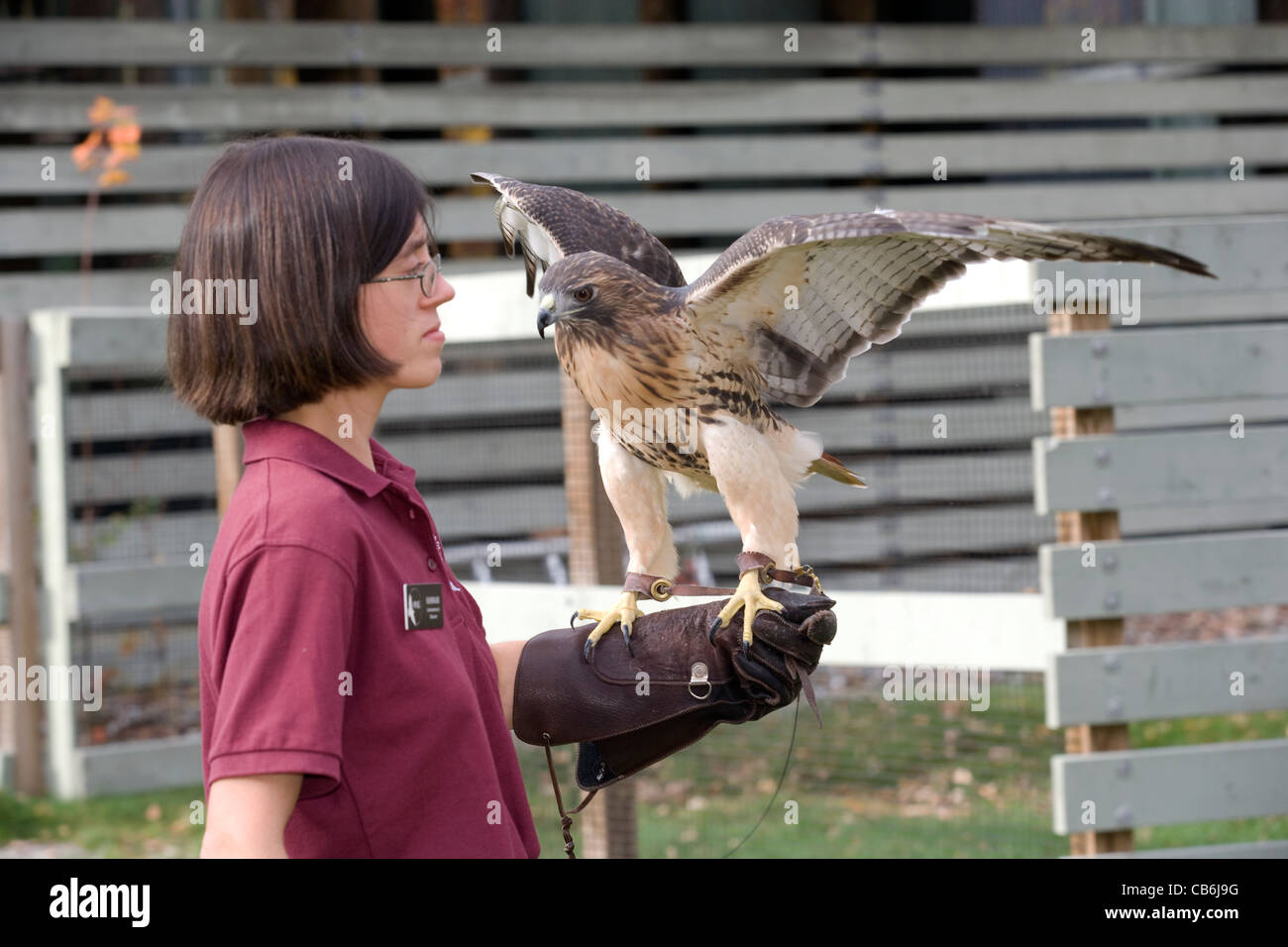Queechee: Vermont Institute of Natural Science / red-tailed hawk Stock ... Queechee: Vermont Institute of Natural Science / red-tailed hawk Stock ...