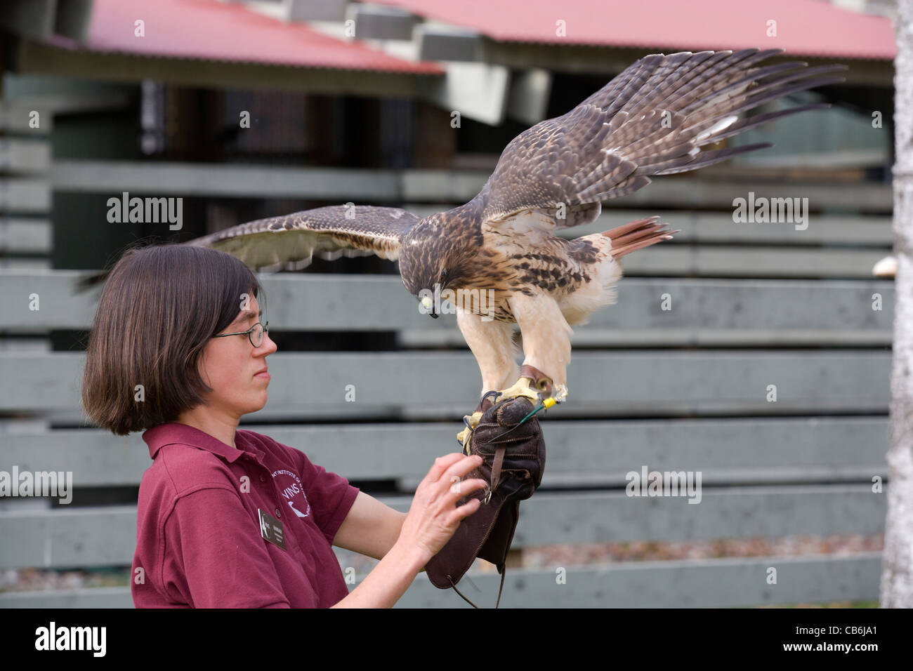 Queechee: Vermont Institute of Natural Science / red-tailed hawk Stock ... Queechee: Vermont Institute of Natural Science / red-tailed hawk Stock ...