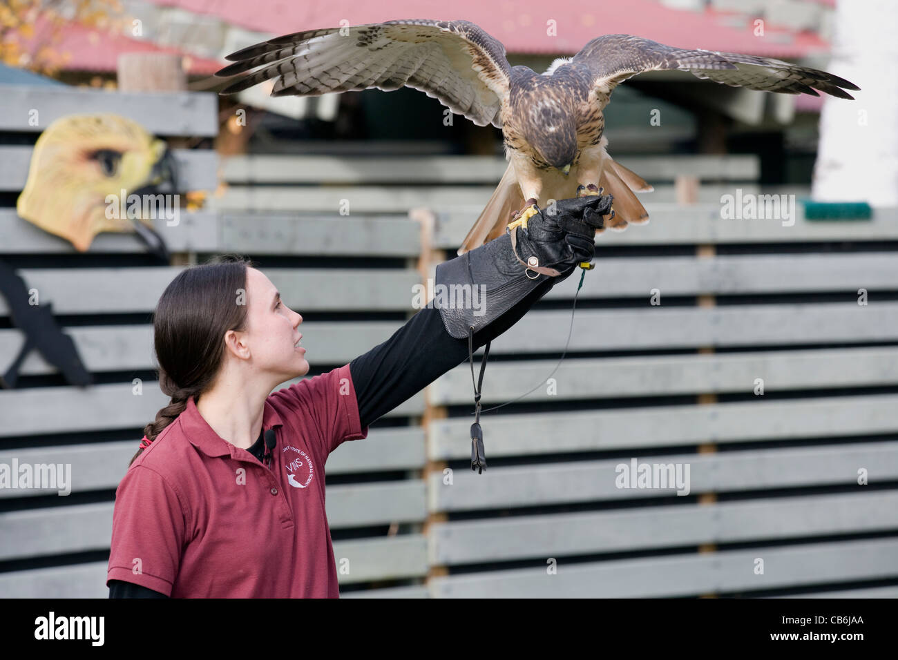 Queechee: Vermont Institute of Natural Science / red-tailed hawk Stock ... Queechee: Vermont Institute of Natural Science / red-tailed hawk Stock ...