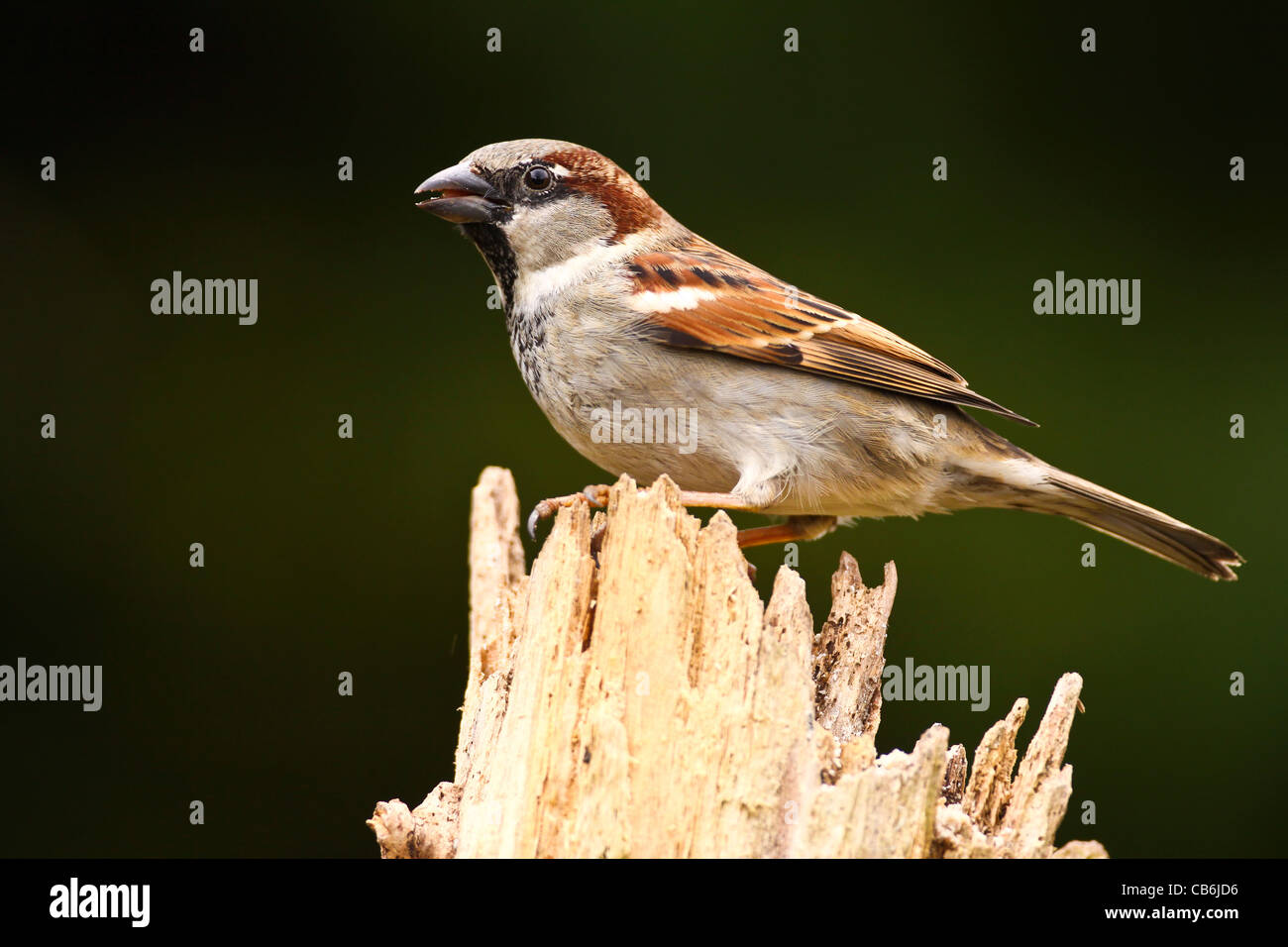 House Sparrow visiting the garden Stock Photo - Alamy