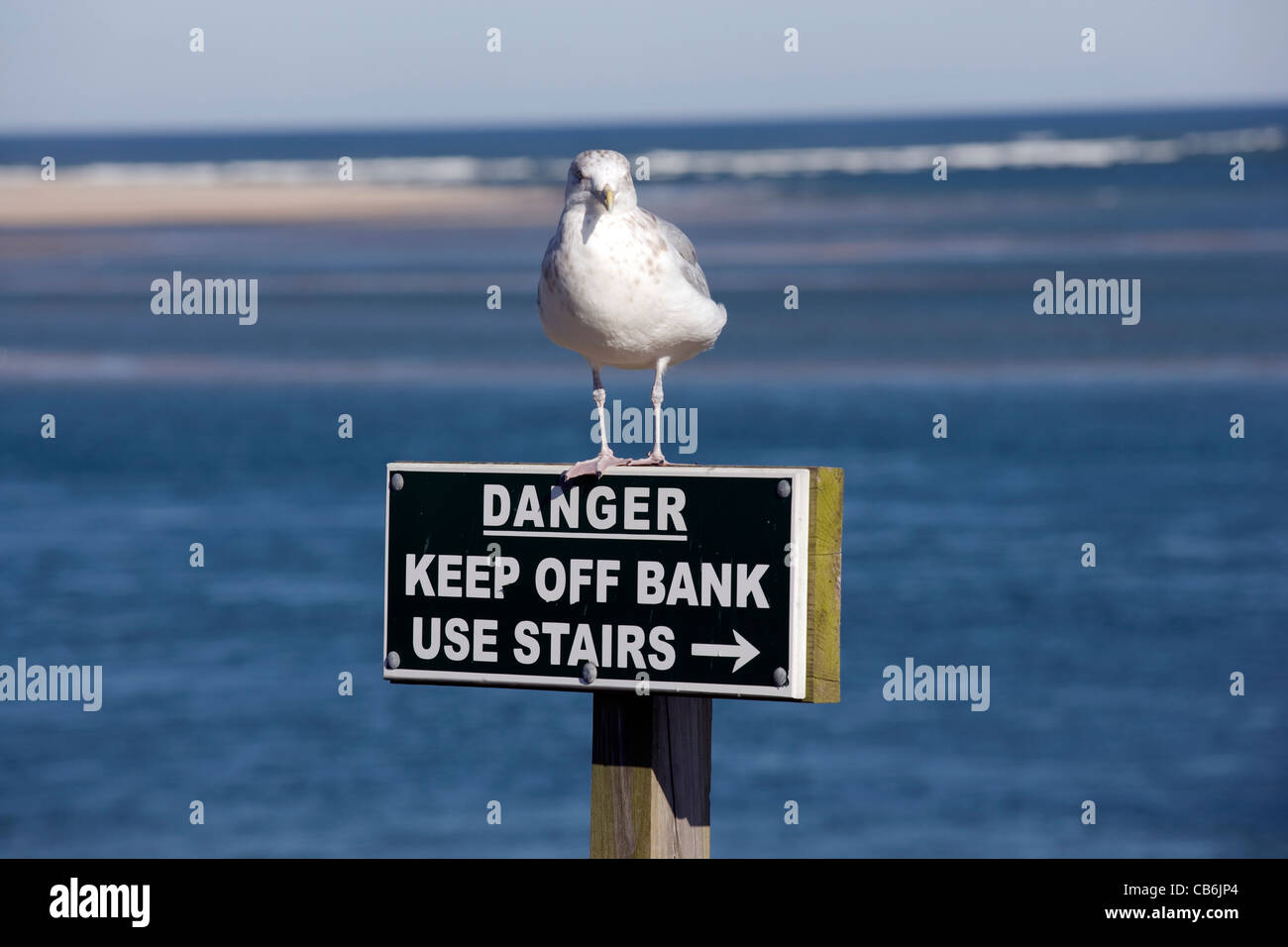 New England: seagull & sign Stock Photo - Alamy