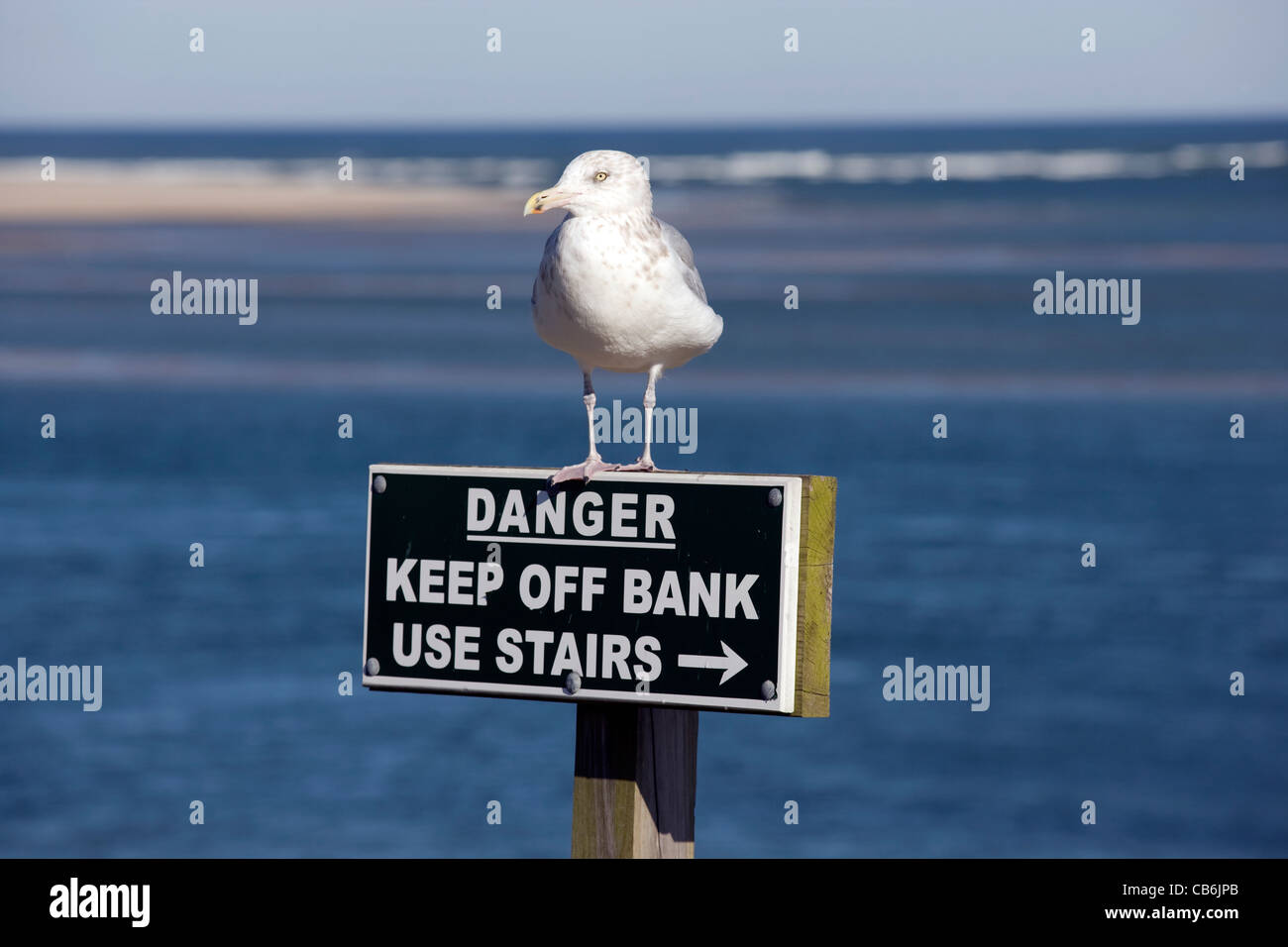 New England: seagull & sign Stock Photo - Alamy