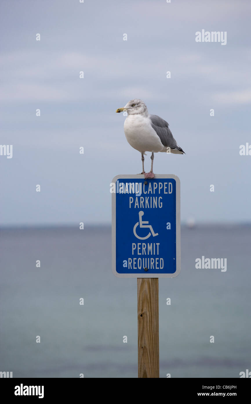 New England: seagull & sign Stock Photo - Alamy