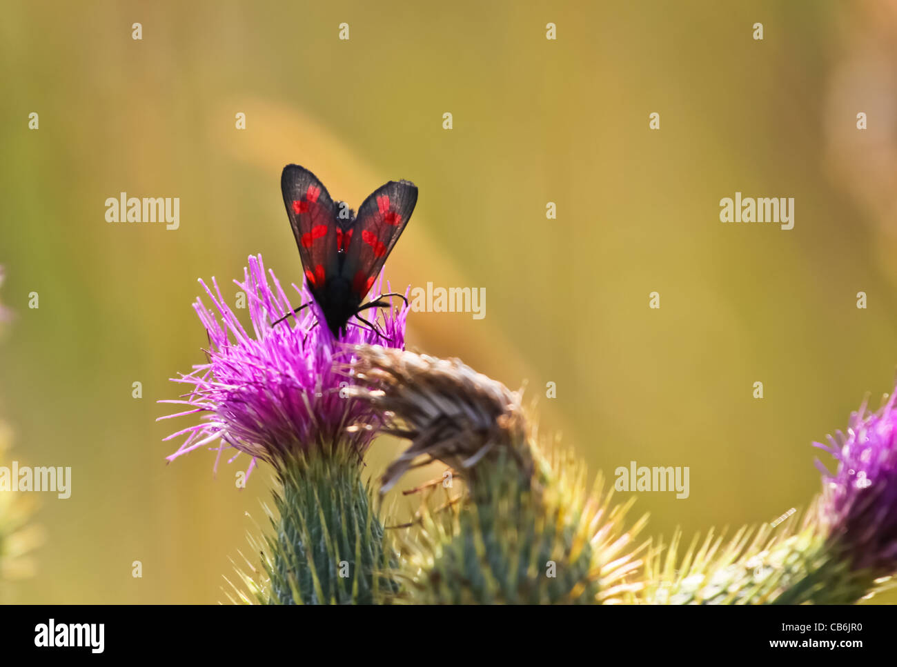 Heart moth hi-res stock photography and images - Alamy
