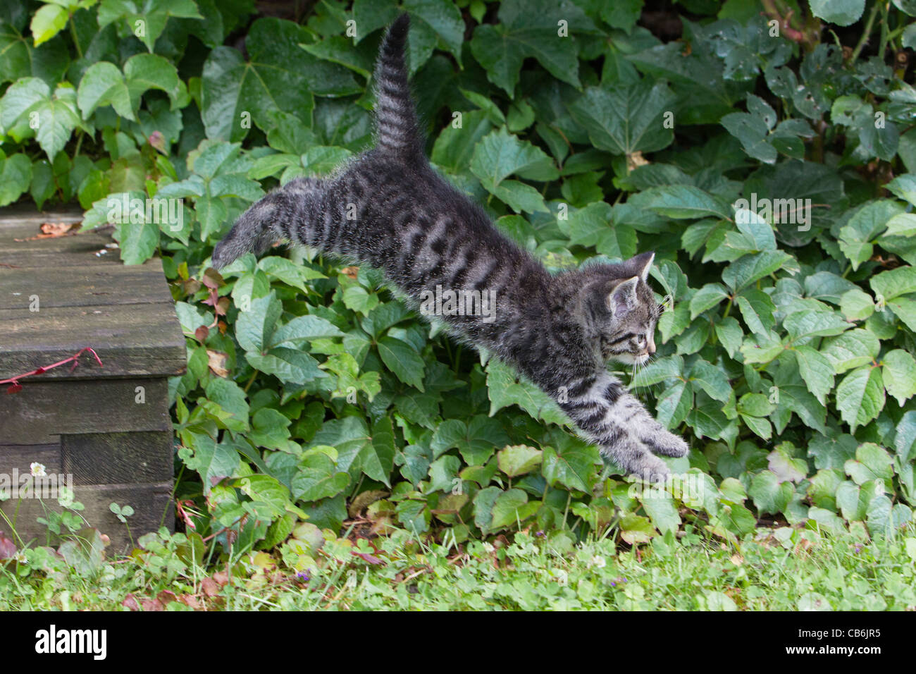 Kitten, jumping from wooden step, outdoors, Lower Saxony, Germany Stock ...