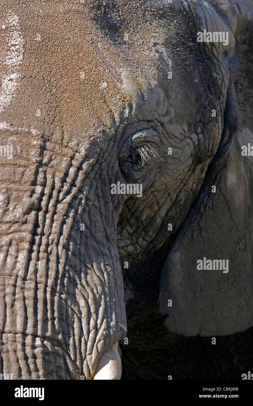 Rhode Island: Providence / Roger Williams Park & Zoo African elephant ...