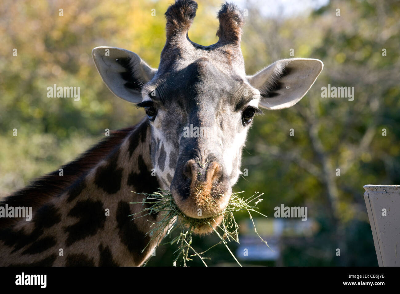 Rhode Island: Providence / Roger Williams Park & Zoo giraffe Stock ...