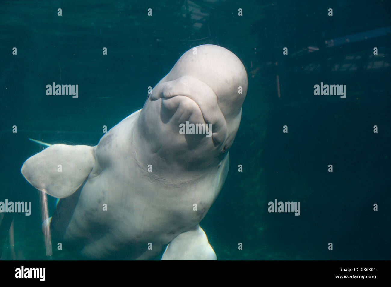 Connecticut: Mystic / Mystic Aquarium - Beluga Whale Stock Photo - Alamy