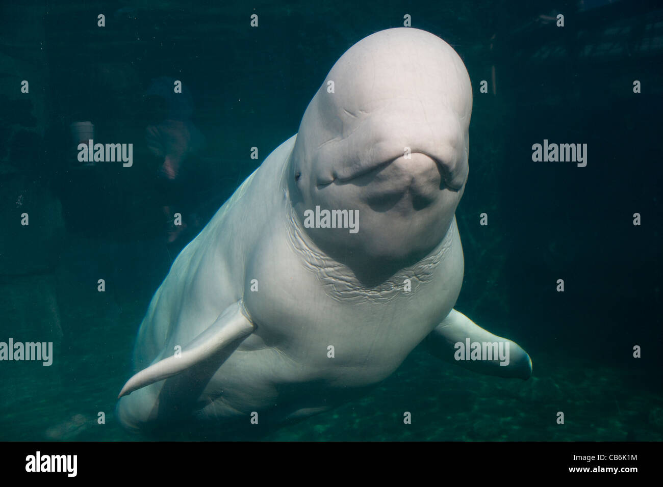 Connecticut: Mystic / Mystic Aquarium - Beluga Whale Stock Photo - Alamy