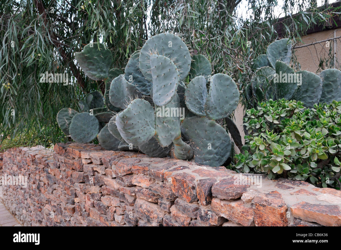 Cactus desert middle east hi-res stock photography and images - Alamy