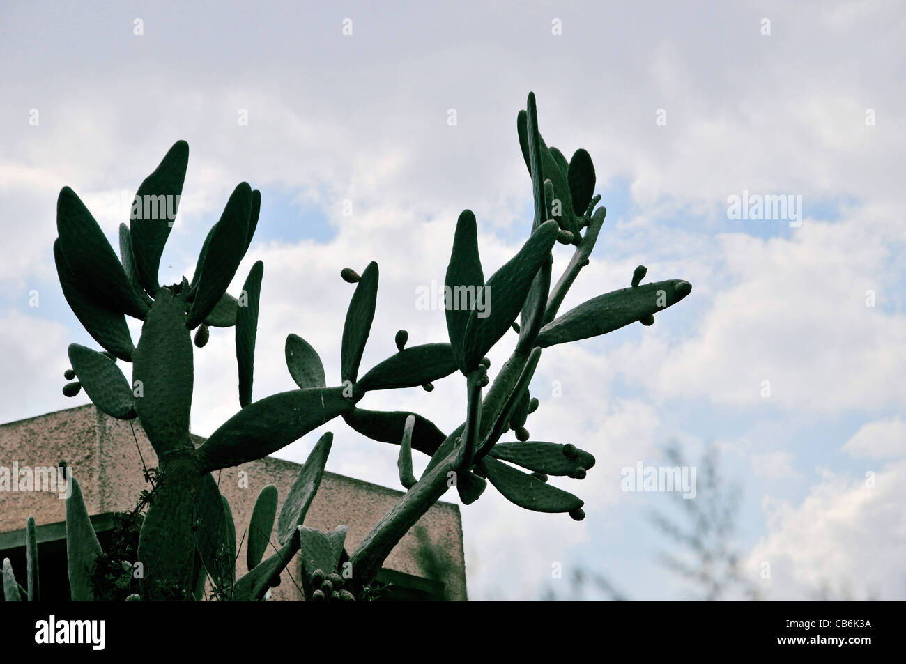 Cactus desert middle east hi-res stock photography and images - Alamy