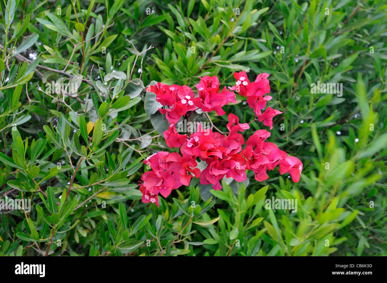 Judean desert flowers, israel hi-res stock photography and images - Alamy