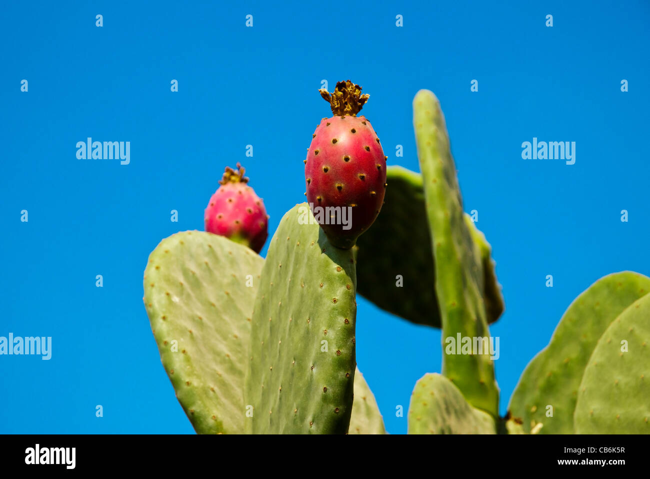 Cactus Opuntia ficus-indica bear red fruits, Arad,Irael Stock Photo - Alamy