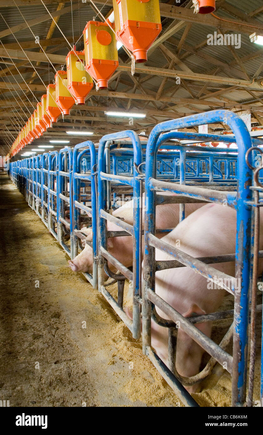 piggery pens with automatic feeder system Stock Photo - Alamy