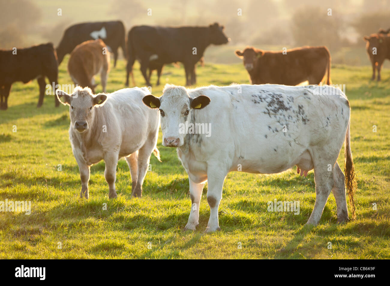 A white cow and her calf in the warm morning sunshine Stock Photo - Alamy