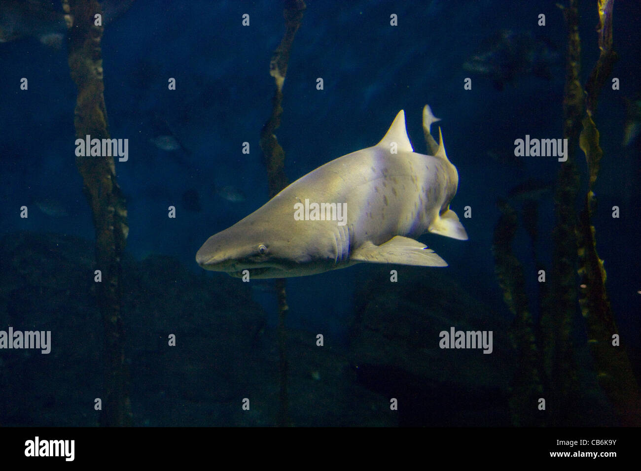 Connecticut: Norwalk / Maritime Aquarium at Norwalk - shark in main ...
