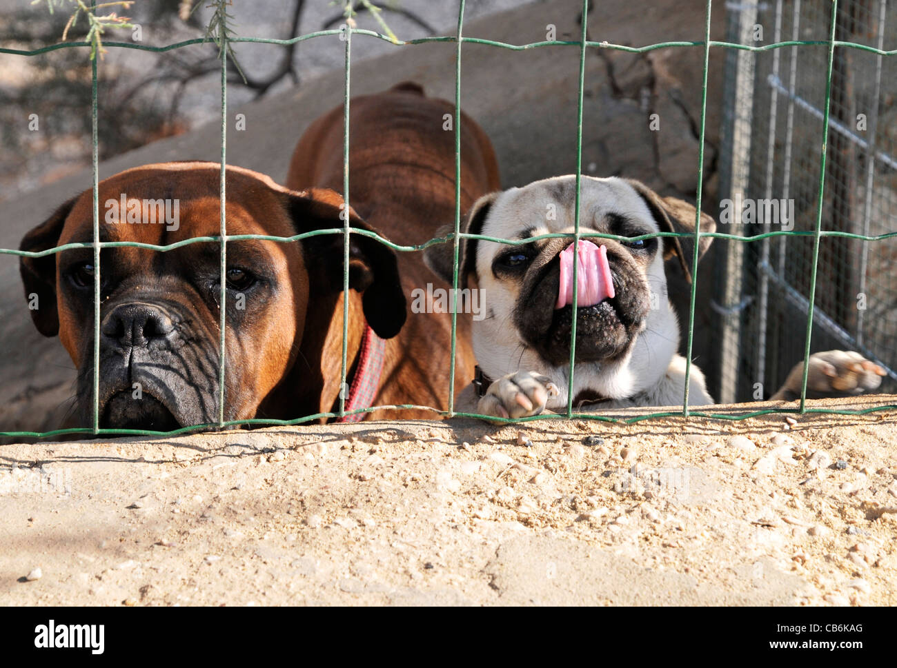Barking dogs two hi-res stock photography and images - Alamy