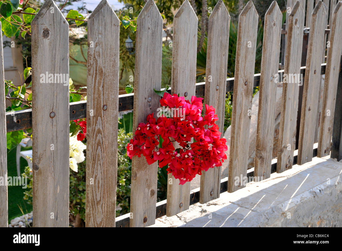 Bunch of red flowers outside wooden fence, Arad, Israel, Asia, Middle ...